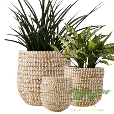 Grass plant pot 01 - Vietnam Dragon