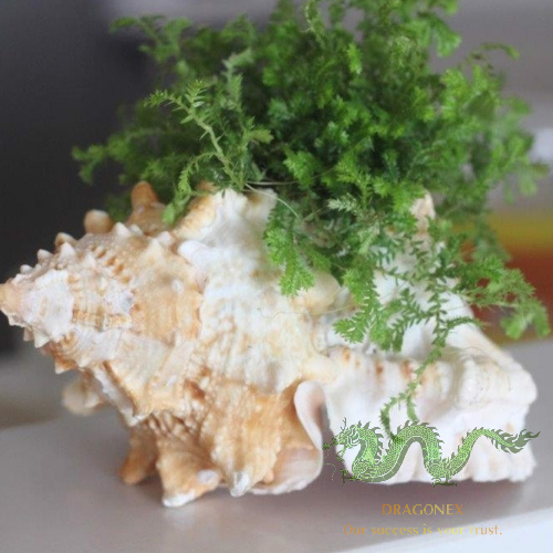 SEA SHELLS PRODUCTS - Vietnam Dragon