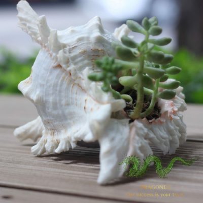 SEA SHELLS PRODUCTS - Vietnam Dragon